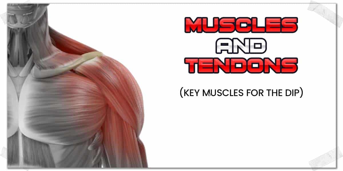 Here's How to Fix Shoulder Pain from Dips (Complete Guide) - Strength ...