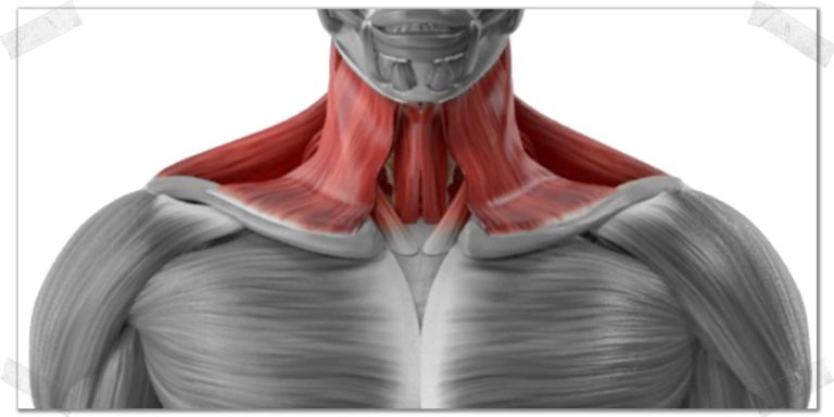 How to Improve Neck Endurance (Use THIS Science-Proven Exercise ...