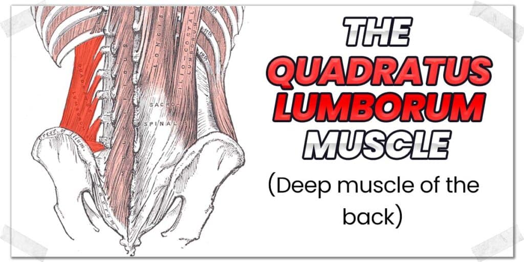 Why You Have Back Pain When Lunging | Detailed Solutions - Strength ...