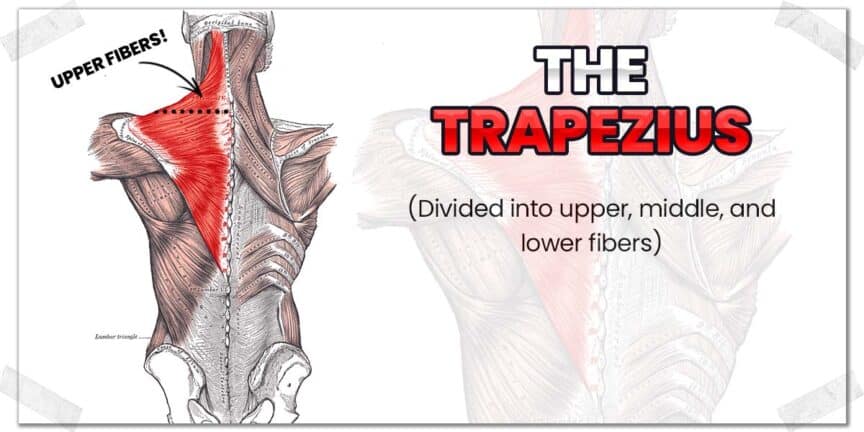 Here's Why Your Neck Hurts When Deadlifting (And How To Fix It ...